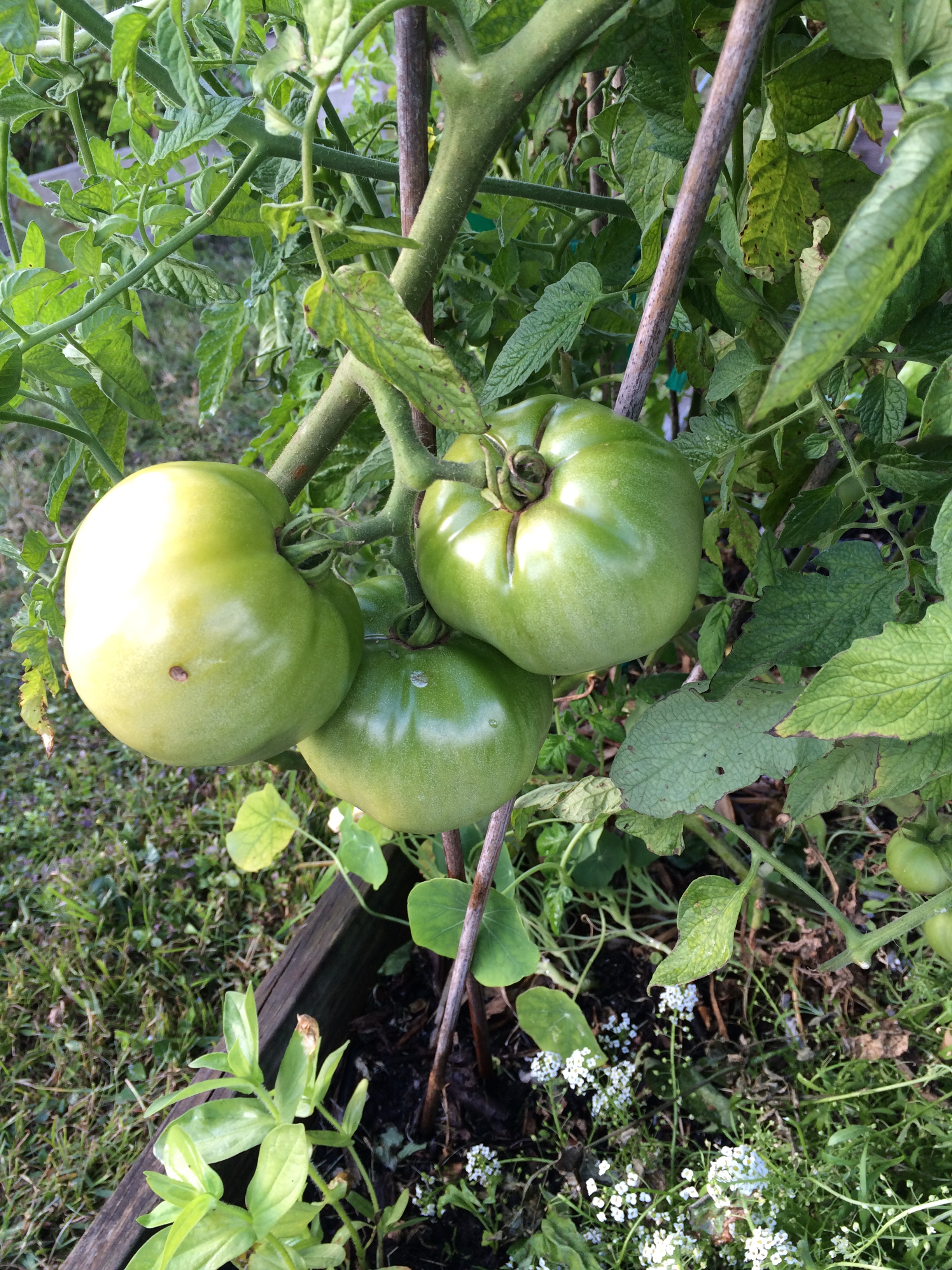Tips for Growing Tomatoes – Rotary Community Garden and Food Forest of ...