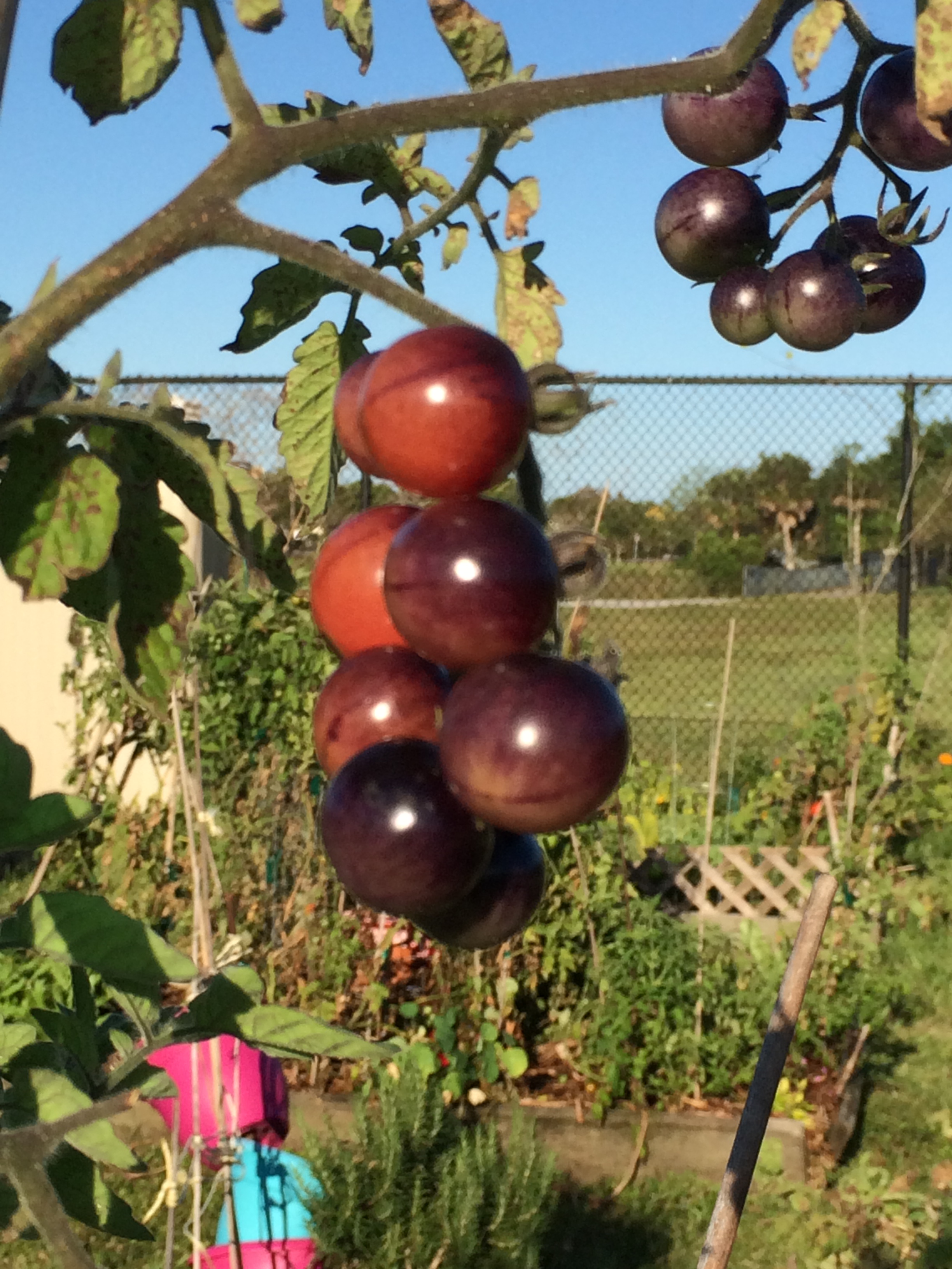Tips for Growing Tomatoes – Rotary Community Garden and Food Forest of ...