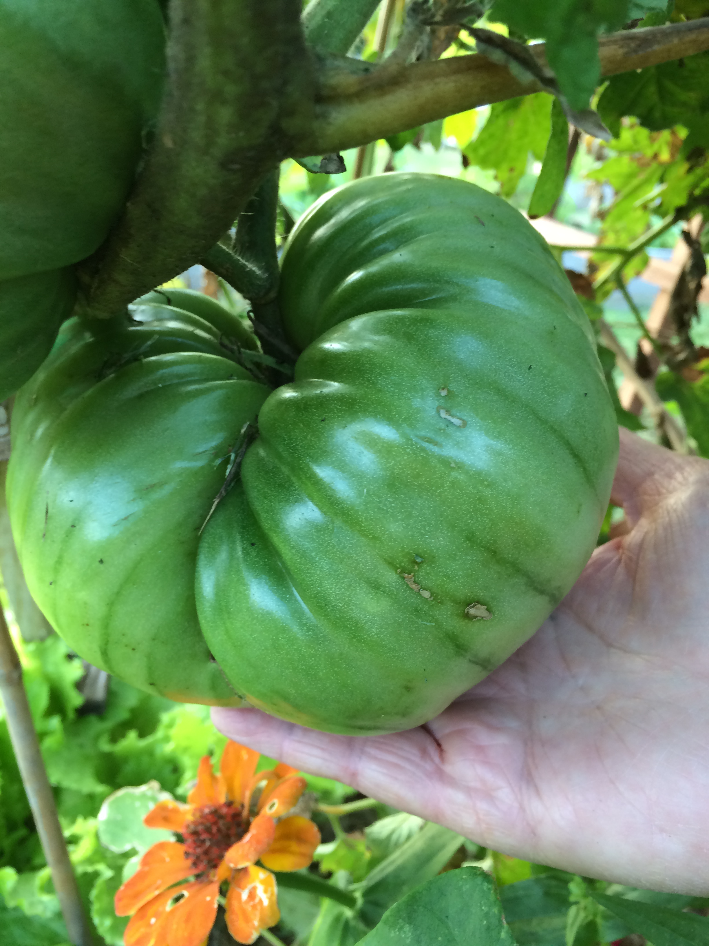 Tips for Growing Tomatoes – Rotary Community Garden and Food Forest of ...