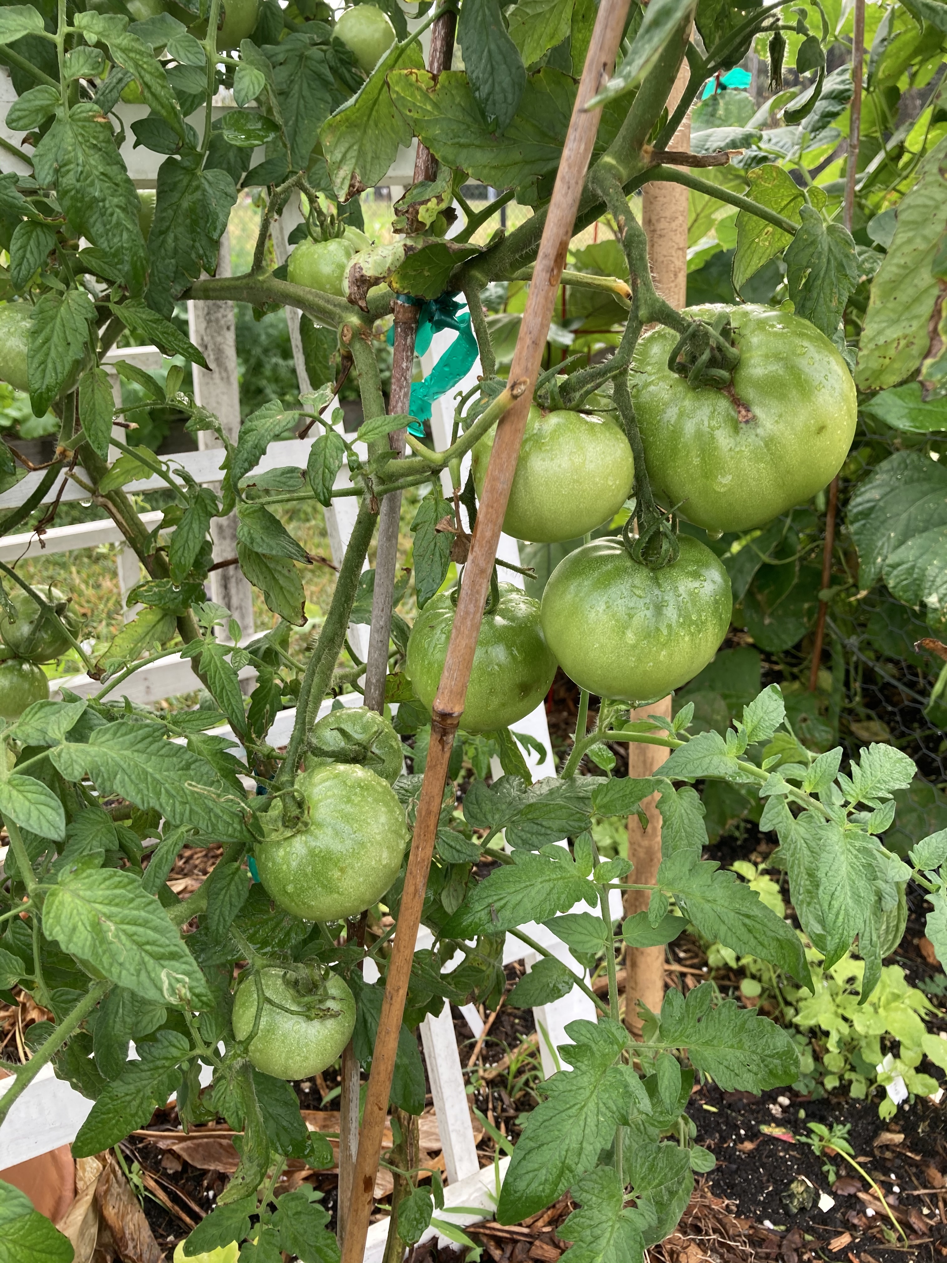 Tips for Growing Tomatoes – Rotary Community Garden and Food Forest of ...